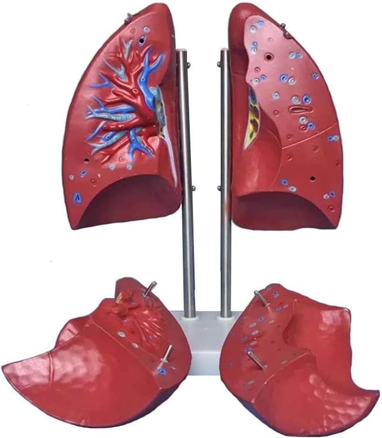 Modelo de anatomía de pulmón Humano de tamaño Real, con 4 Piezas ...