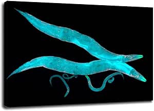 Amazon.com: SSDDKL Caenorhabditis Elegans, A Free-living Transparent ...