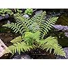 Amazon.com : 10 Lady Fern Plants Live, Live Fern Plants Outdoors, 10 ...
