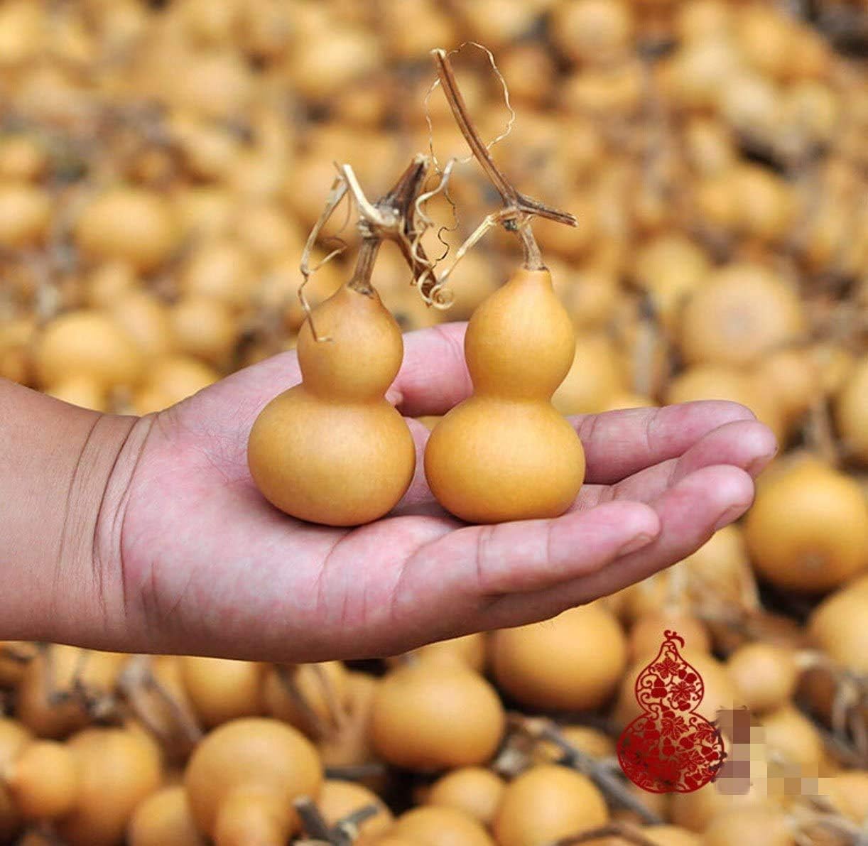 Amazon.com: WellieSTR Lot of 20pcs Mine Natural Dry Gourd Bottle Gourd ...