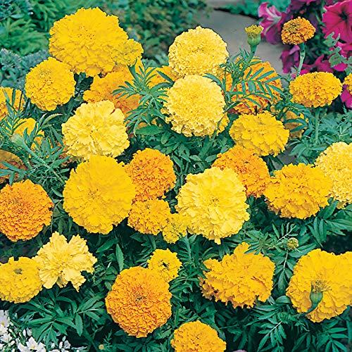 Royal Paradise Garden Rare Hybrid African Marigold " Double Mixed ...