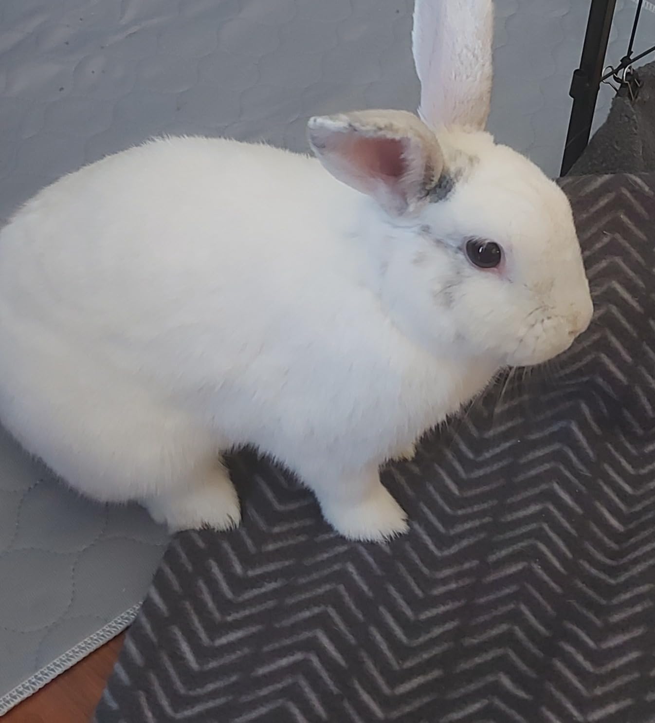 Small Pet Select - Hair Buster Comb for Rabbits, Cats and Dogs, Metal ...