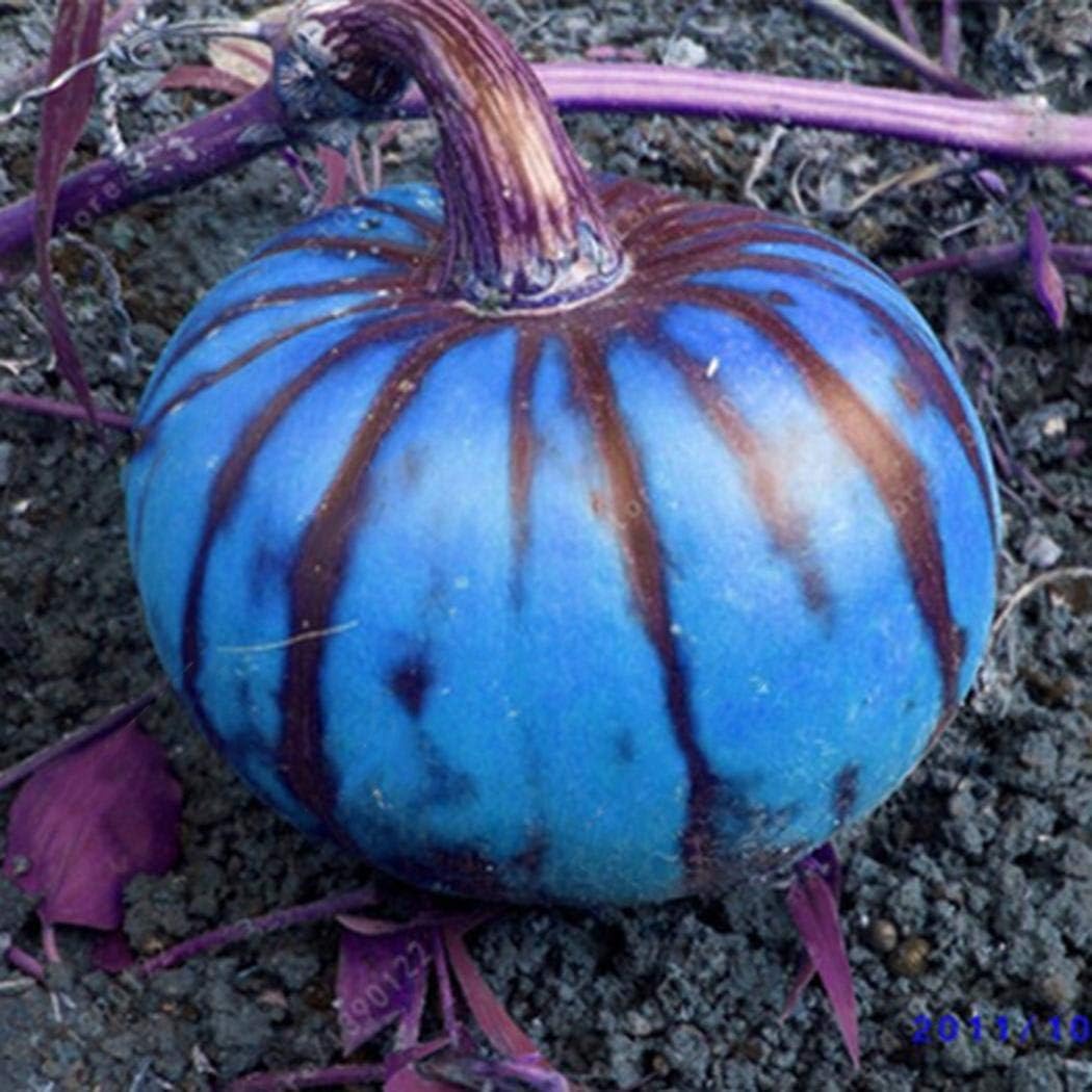 Amazon.com : Civilys 20Pcs Home Garden Blue Pumpkin Seeds Vegetable ...