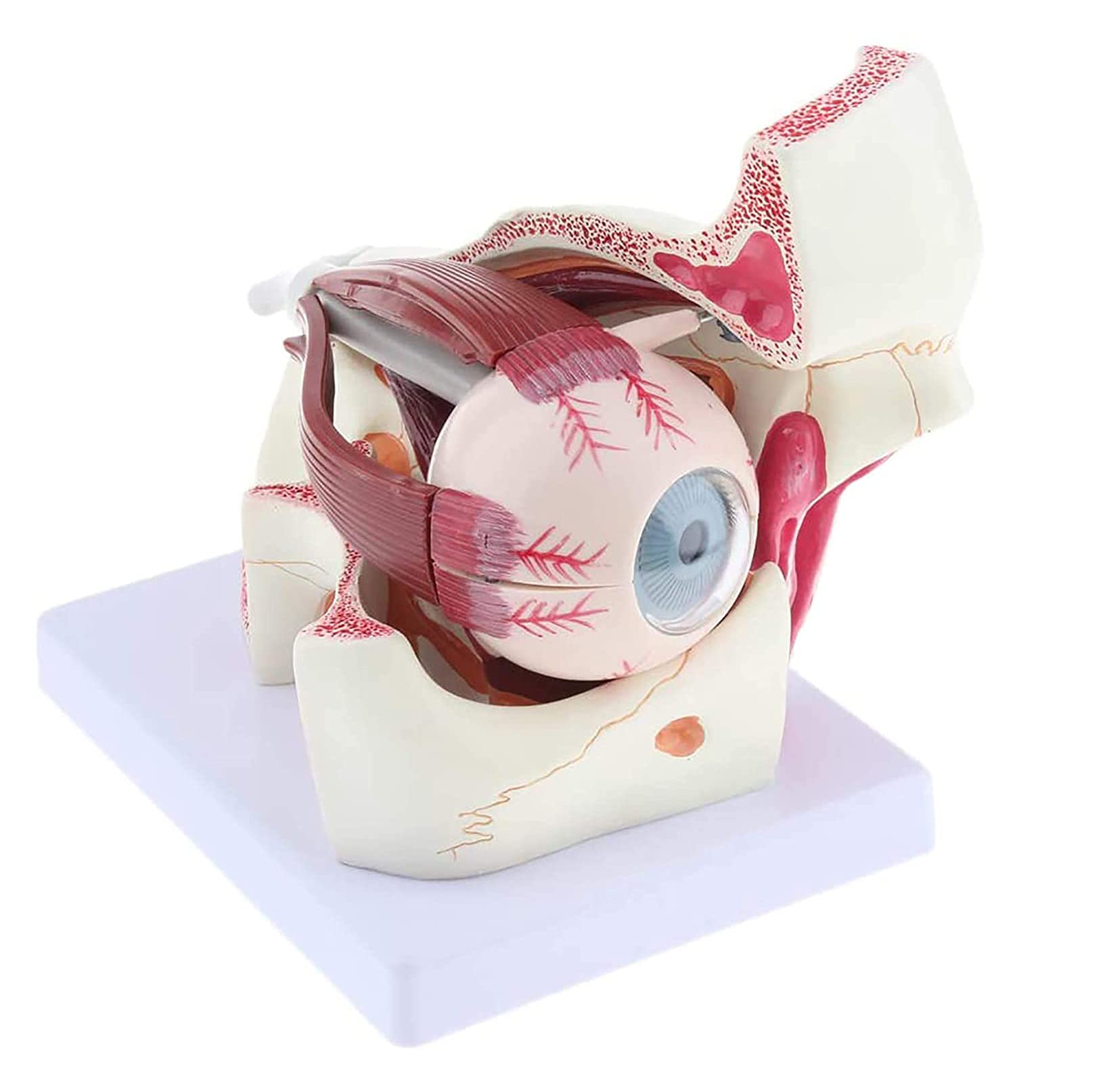 Buy Human Eye Model, Eye ment Template, Ocular Globe Model, Anatomical ...