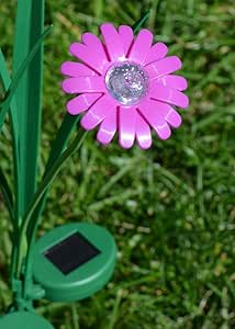 Purple Daisy Flower Solar Light : Amazon.co.uk: Electronics & Photo