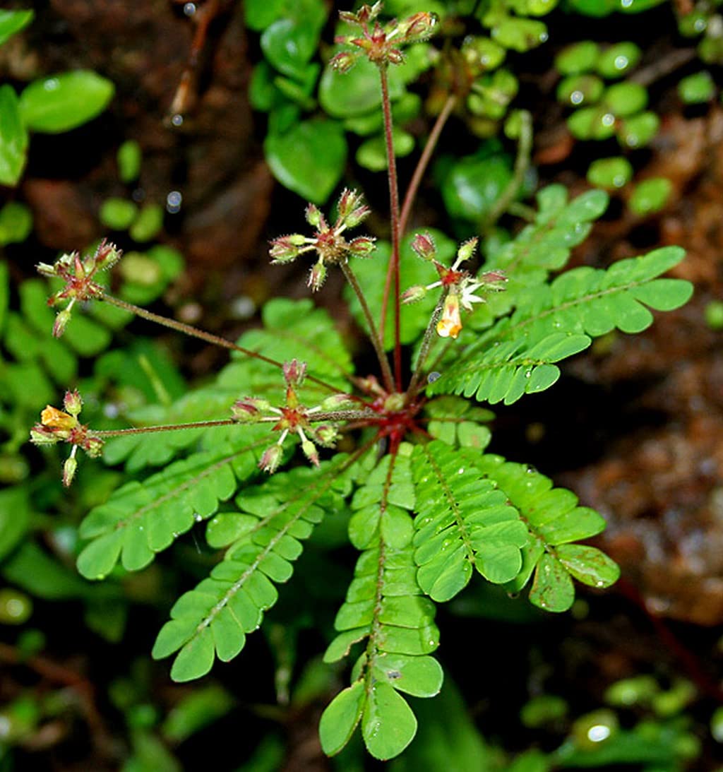Creative Farmer Mukkutti (Biophytum Sensitivum) Little Tree Plant For ...