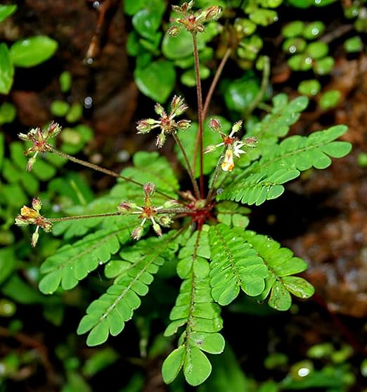 Creative Farmer Mukkutti (Biophytum Sensitivum) Little Tree Plant For ...