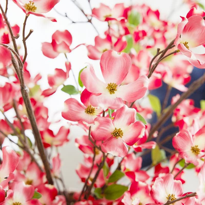 Top 10 Best Dwarf Pink Dogwood Tree : Reviews & Buying Guide - Katynel