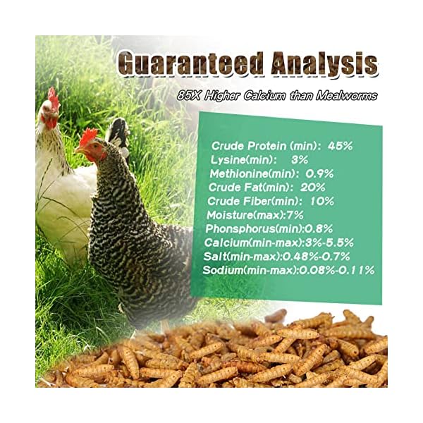 LuckyQworms Dried Black Solidier Fly Larvae 11LBS, 85X More Calcium ...