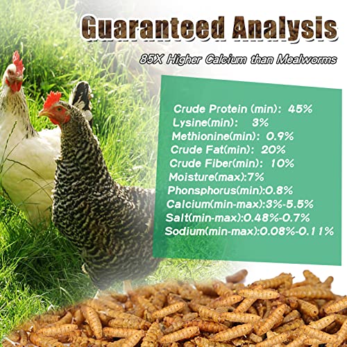 LuckyQworms Dried Black Soldier Fly Larvae, 85X More Calcium Than ...