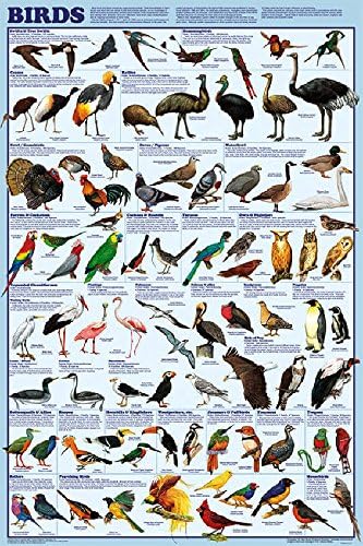Amazon.com: Picture Peddler Birds Laminated Educational Science Teacher ...