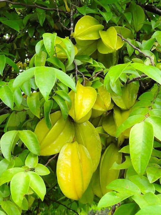 Creative Farmer Star Fruit Kamrakh Herbal Semi Shaded Garden Plant(1 ...