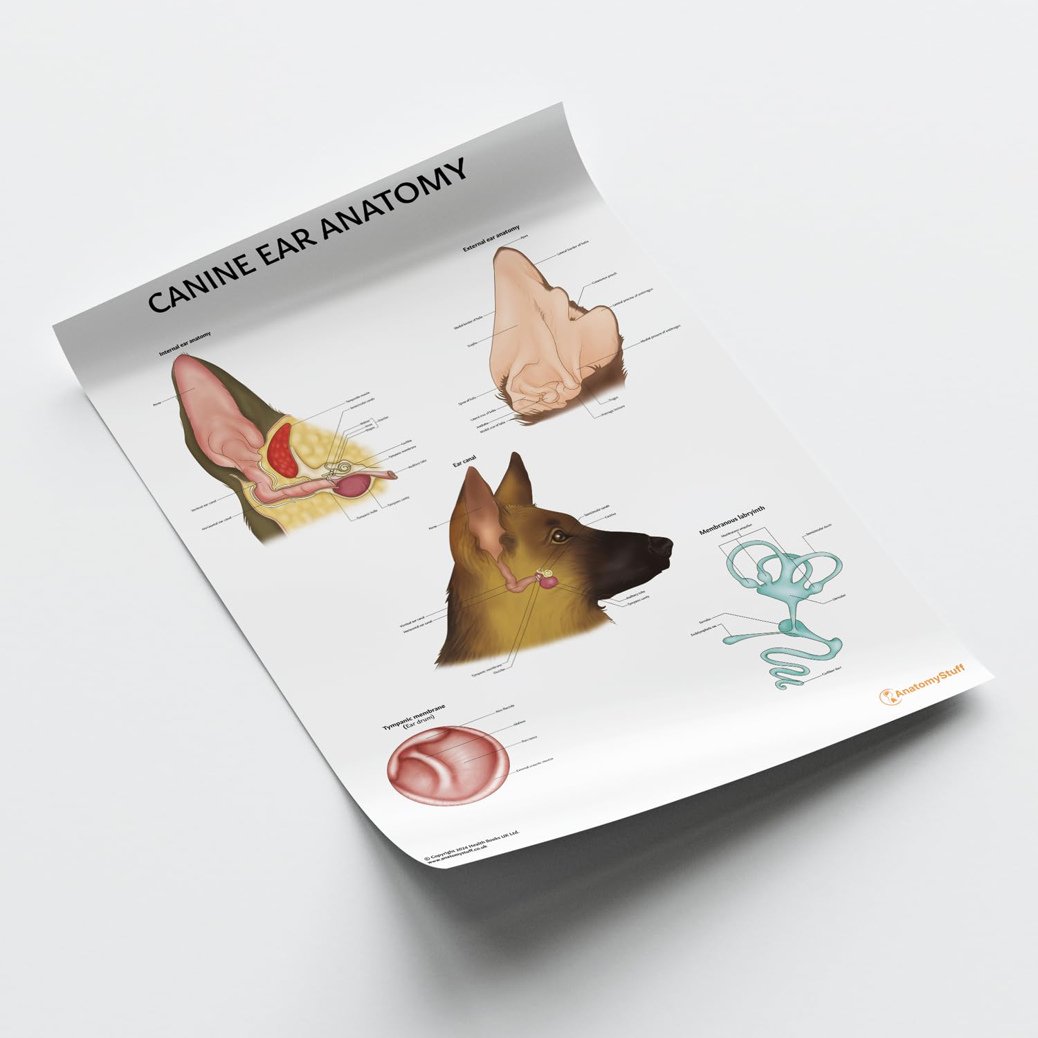 Canine Ear Anatomy The Anatomy Of The Canine Ear Chart/Poster