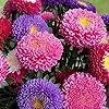 China Aster Princess Mix Seeds - Callistephus chinensis - : Amazon.co ...