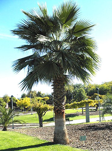 Washingtonia Robusta