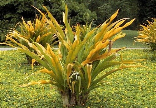 Urancia® Nagadamani Grand crinum lily Crinum asiaticum dried leaves ...