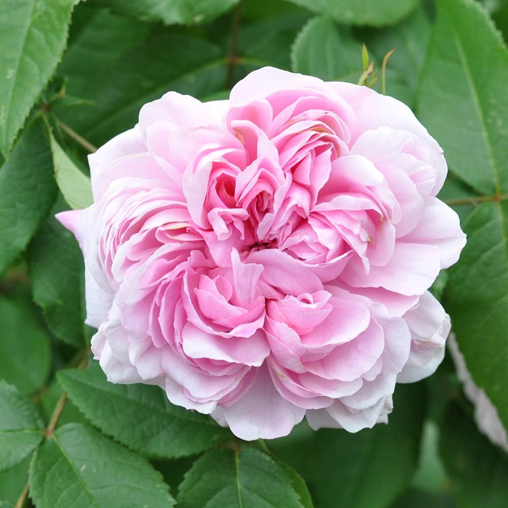 Amazon.com : Heirloom Roses Rose Plant - Carefree Wonder™ Pink Rose ...