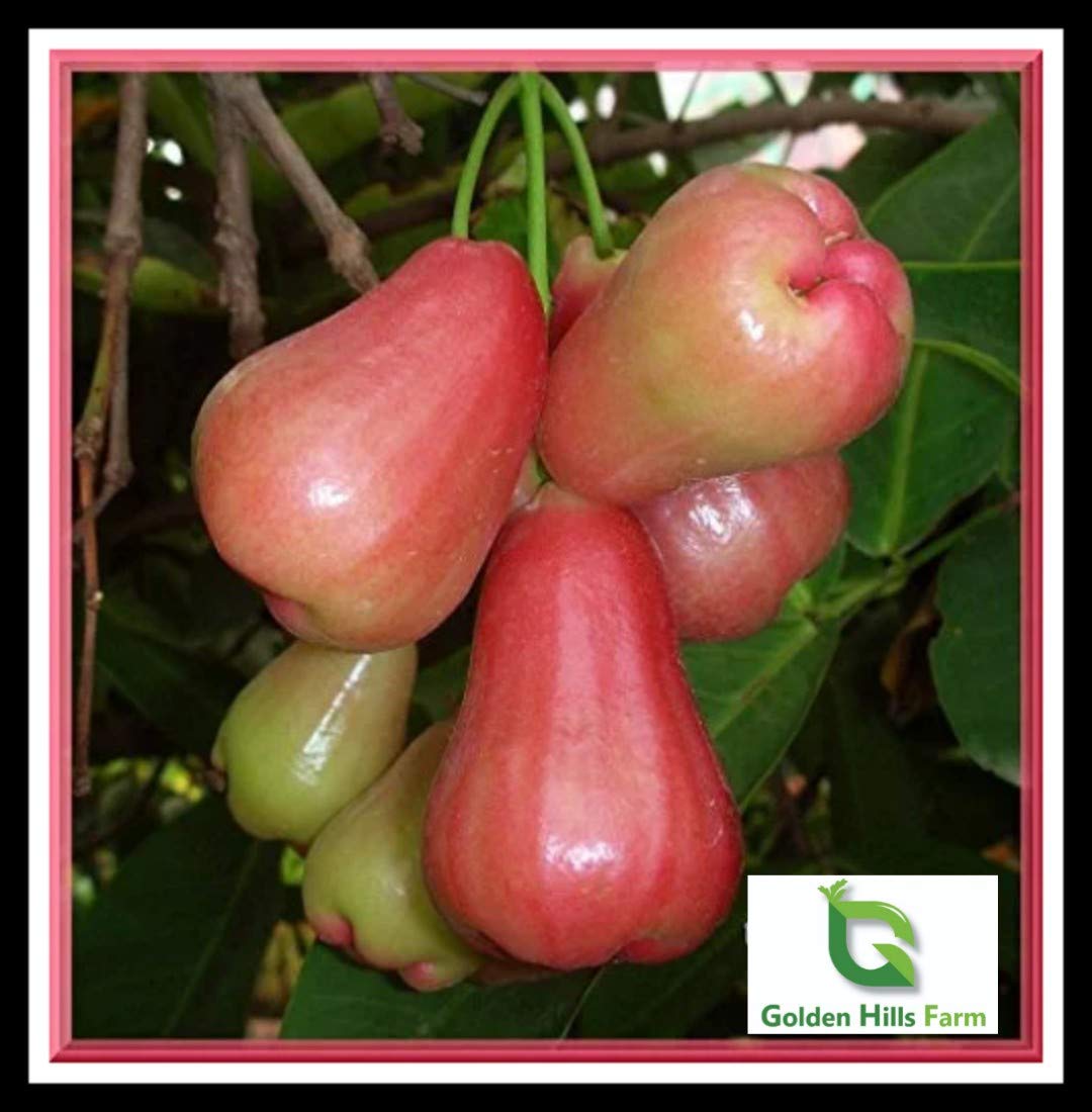 Golden Hills Farm Rare Syzygium samarangense Red Water Apple Mala Apple ...