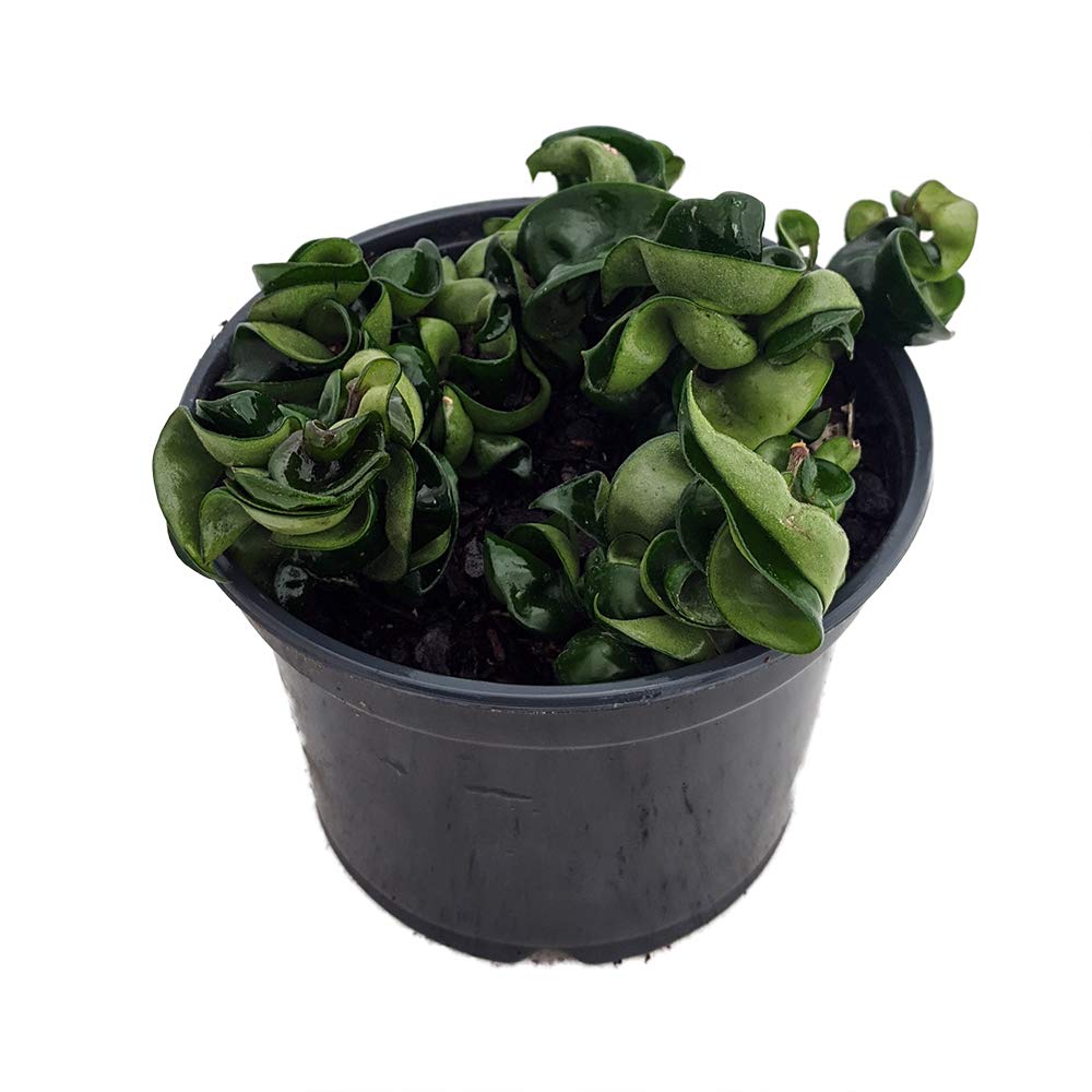 Amazon.com : Indian Hindu Rope Plant - Hoya carnosa compacta - 6" Pot ...