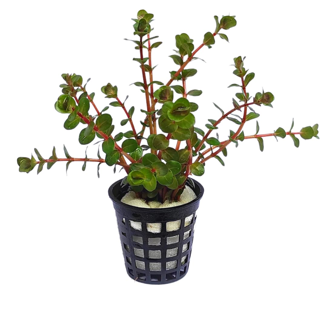 Rotala Macrandra Emersed