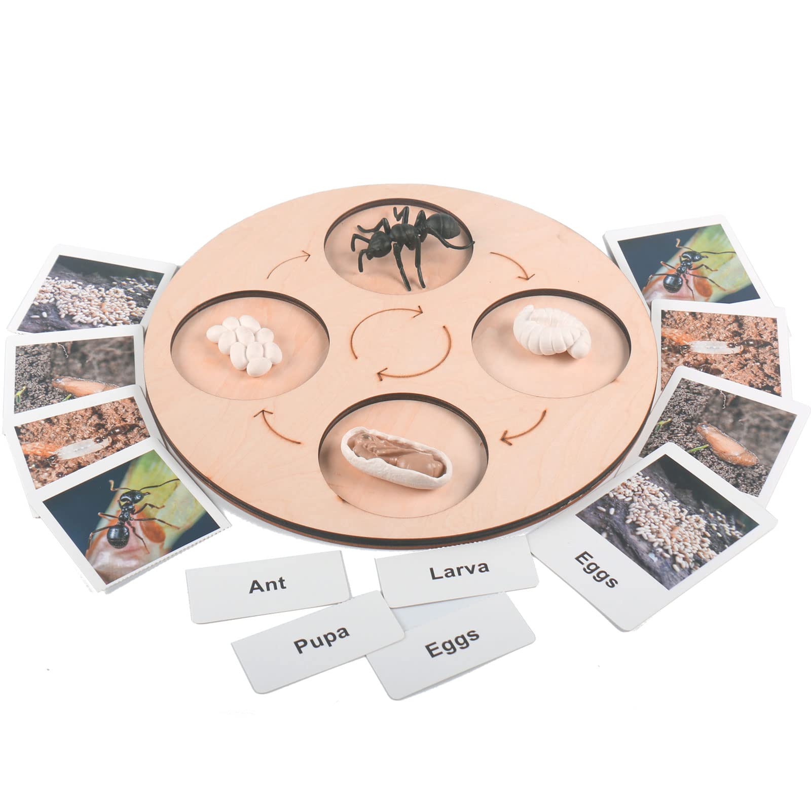 Buy TOUHKAN Life Cycle Figures of Ant with Montessori 3 Part Cards ...