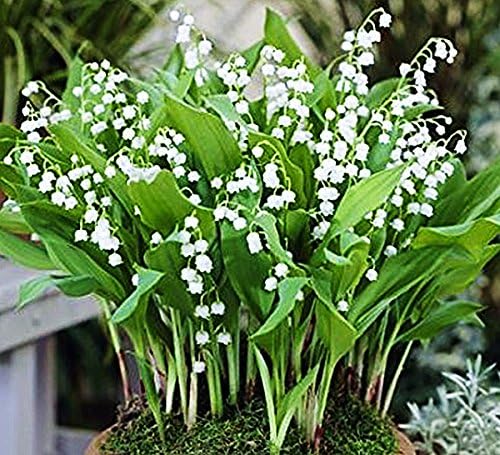 Amazon.com : 5 Plump Lily of the Valley Pips - Plant Now for May Bloom ...