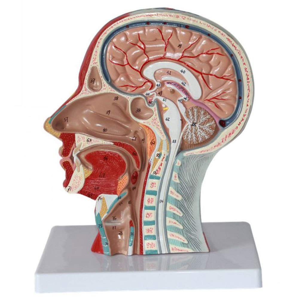 Labeled Sagittal Brain Model 40,150 Brain Diagram Royalty Free Images,
