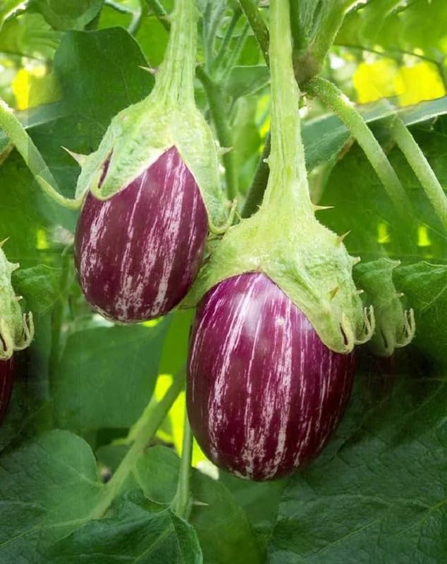 Brinjal Seeds Pack Of 100Gm : Amazon.in: Garden & Outdoors