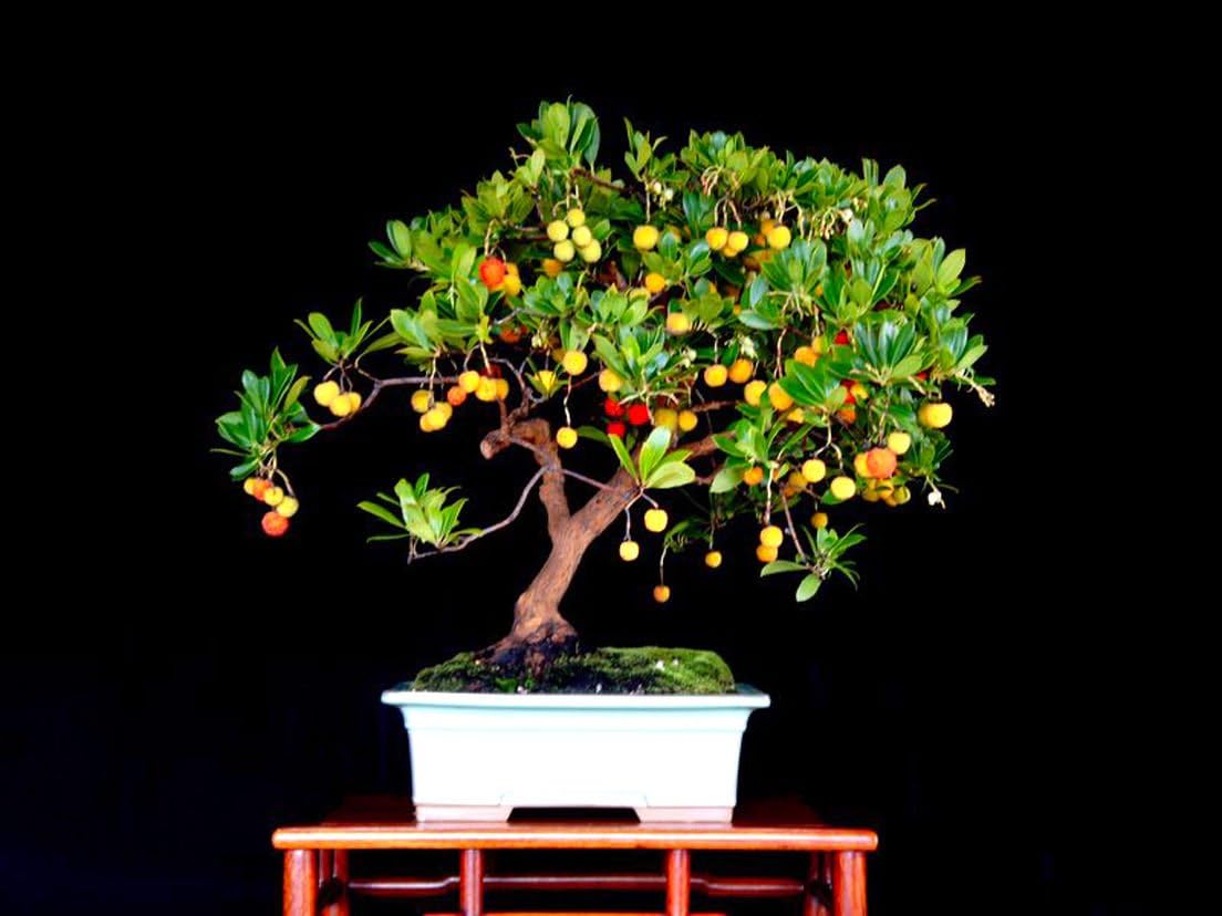 Strawberry Tree - Arbutus unedo - 30 Bonsai Seeds - SOW All Year ...