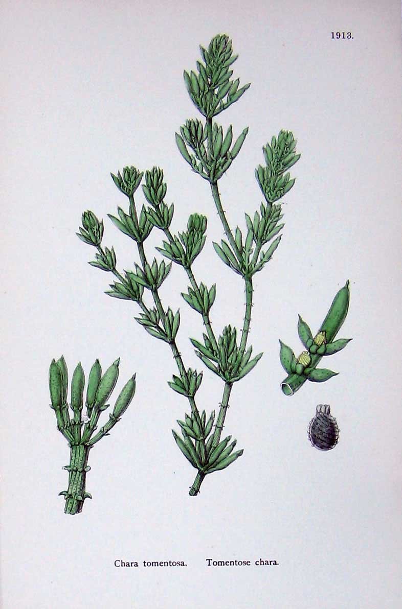 Chara Botany