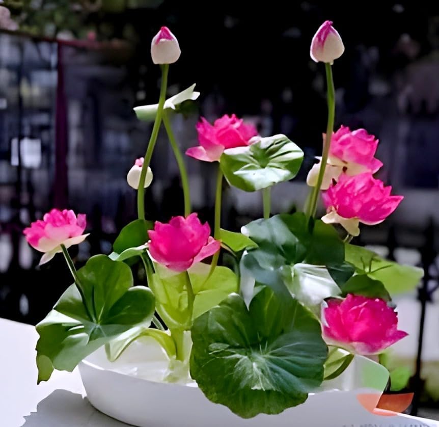 PAJUSDYASI-Organic All Season "LIANG LI MICRO LOTUS" Water Lily TUBER ...