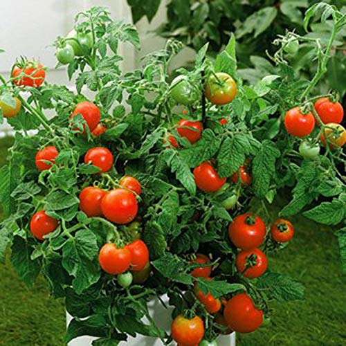 Arlo Rare Hybrid Pusa Ruby High Yield Tomato (50 Seeds) : Amazon.in ...