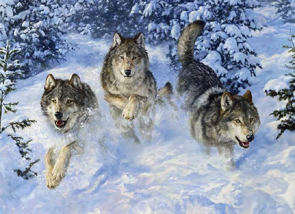 Pack Of Gray Wolves
