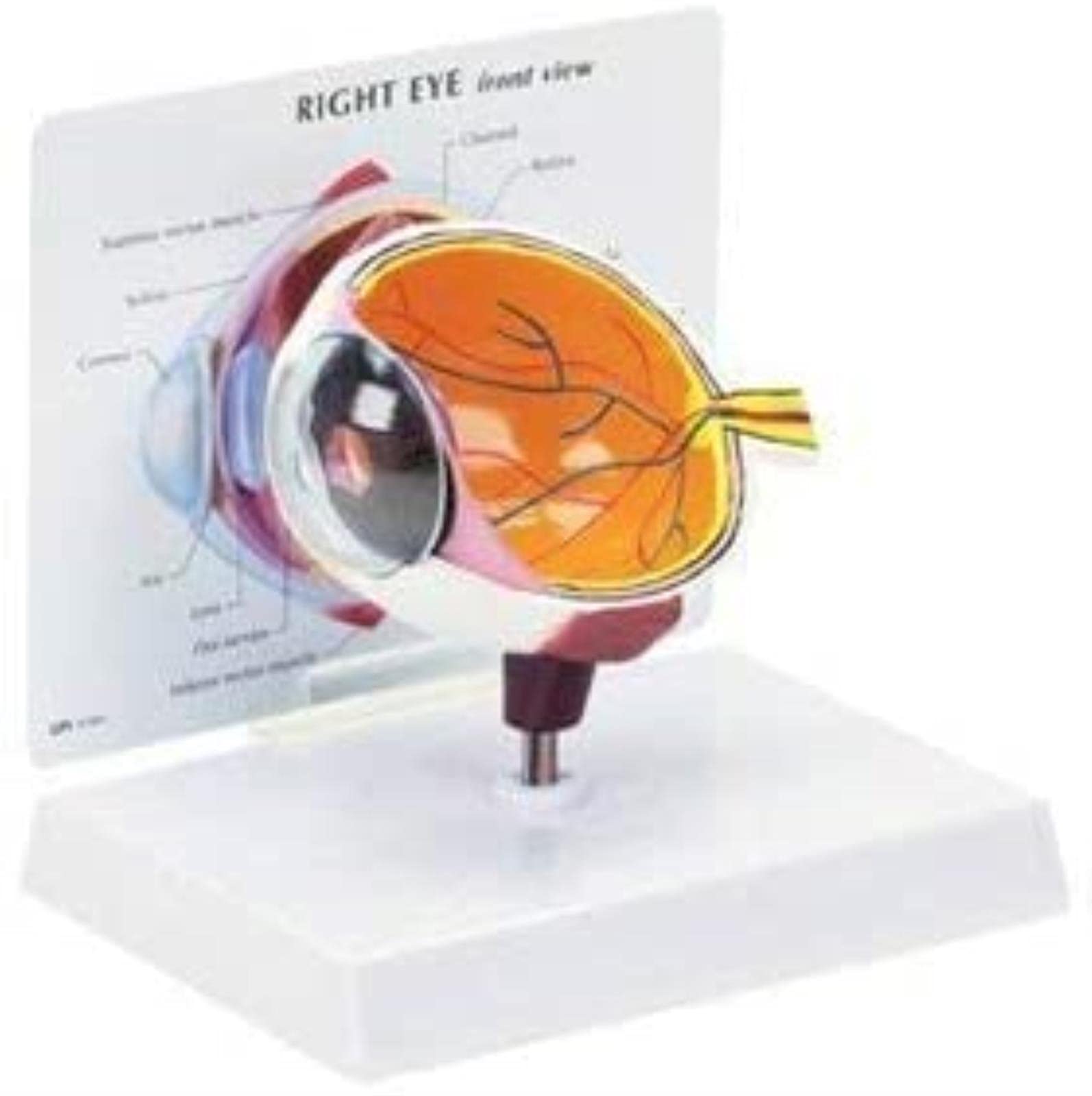 Assembly Model Eye Normal Anatomical Model Classroom Accessories Cross ...