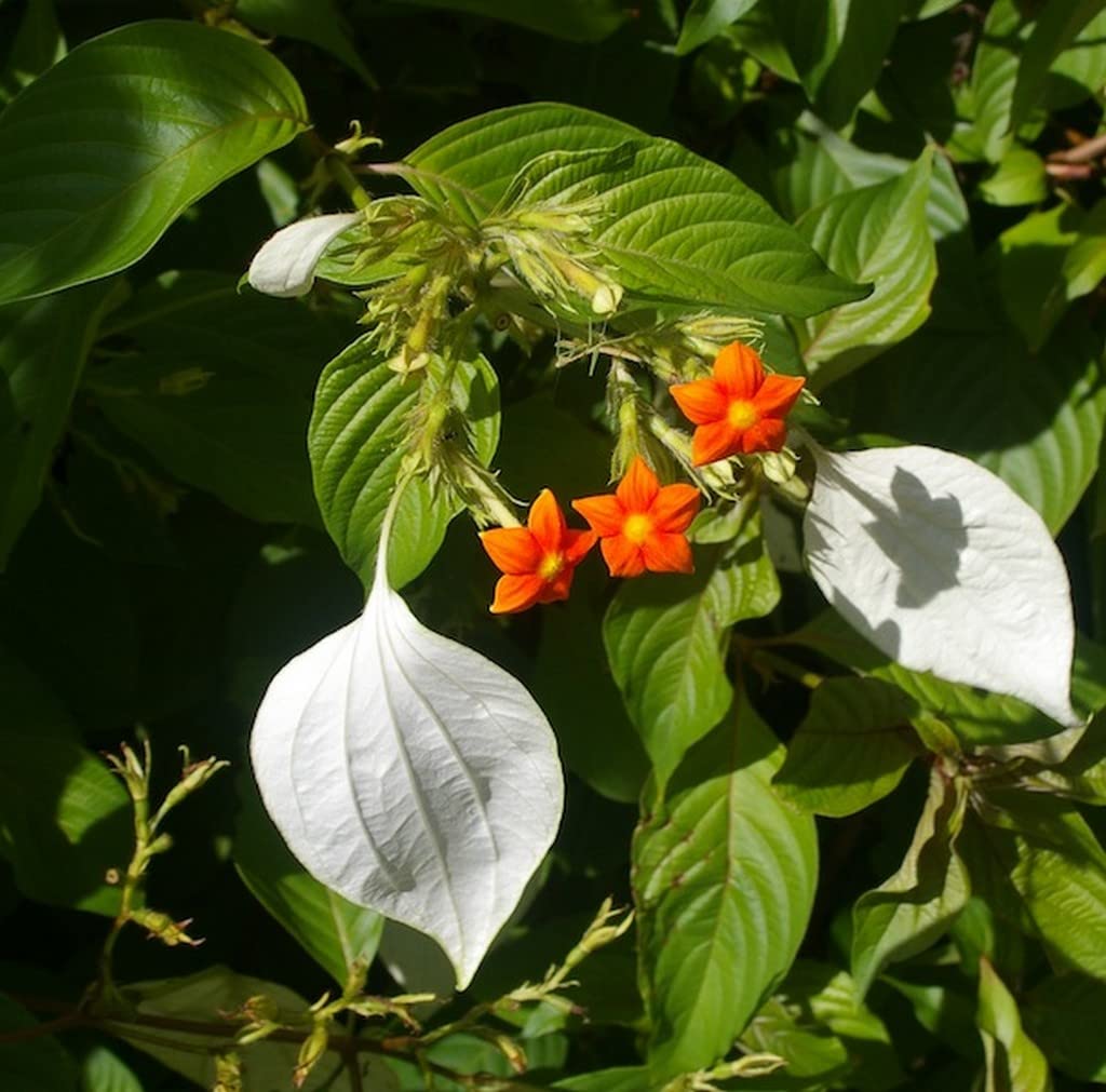 Creative Farmer Vellilam Thali (Mussaenda Glabrata) Herbal Plant Live ...