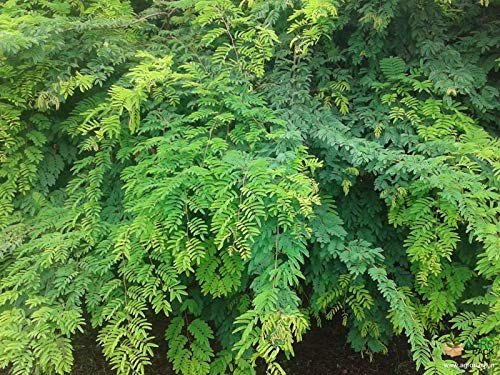 Aiden Gardens Rare Shade Tree Libidibia coriaria Divi -Divi plant ...