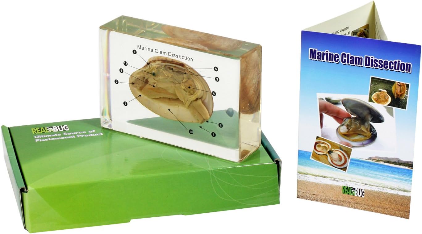 REAL BUG T611 Marine Clam Dissection Kit, Science - Amazon Canada