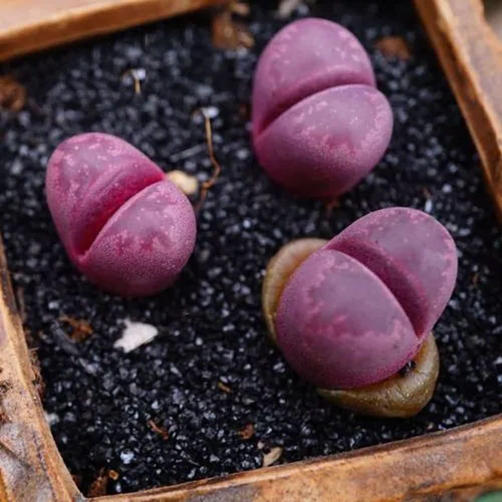 Amazon.com: Purple -red red Inside Purple red Mini Size Lithops Rare ...