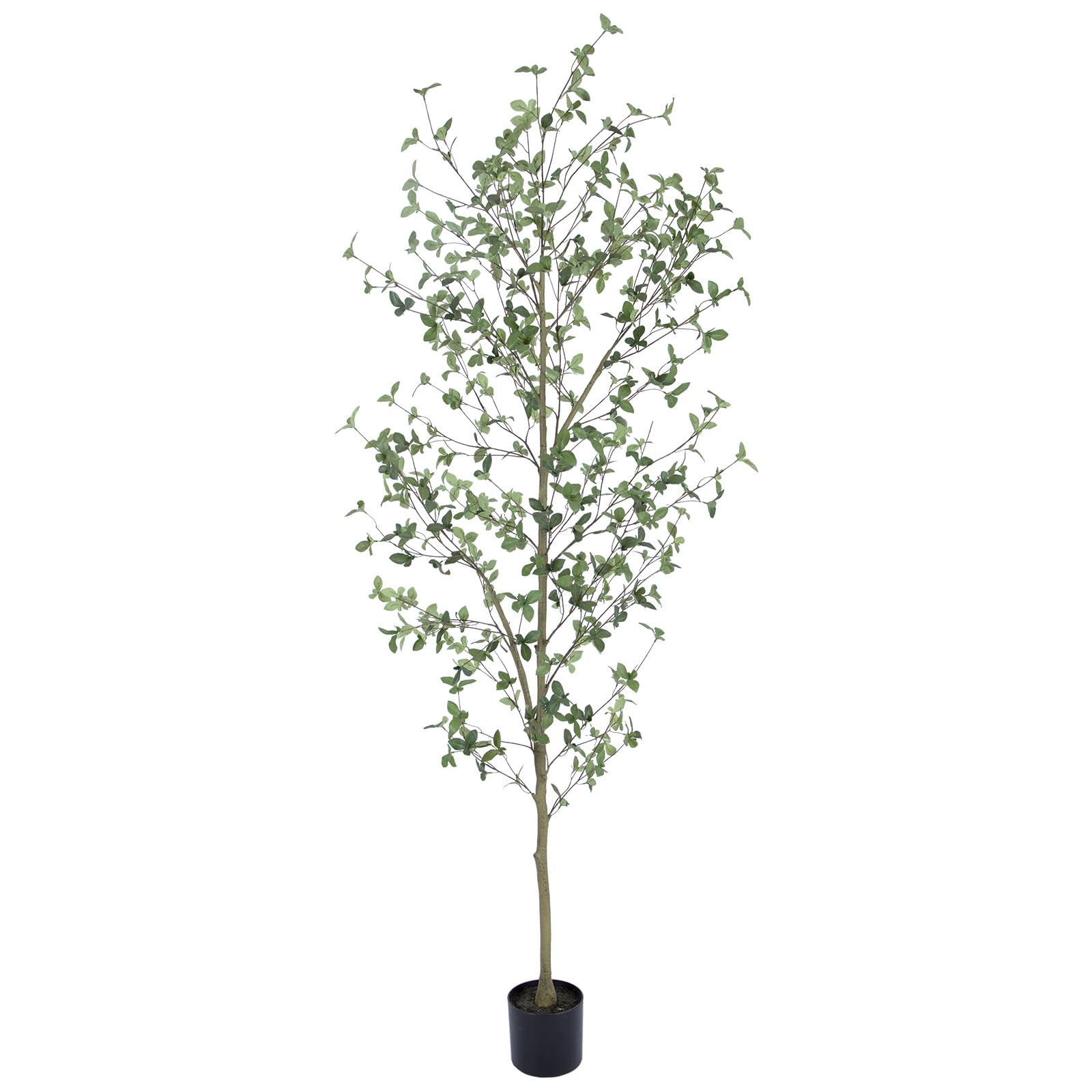 7 Best Mid Size Trees | 5 Ft to 10 Ft: The Height Test