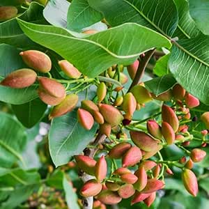 Pista plant live tree grafted (Pack of 1 Live plant) : Amazon.in ...