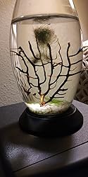 Amazon.com : EcoSphere Closed Aquatic Ecosystem, Small Pod, with ...