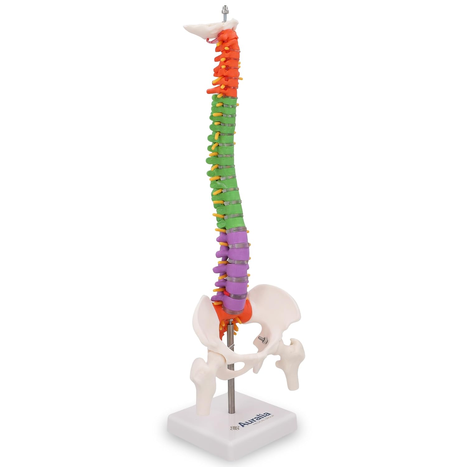 Human Spine Anatomy Model with Vertabrae, Anatomical Flexible Model for ...