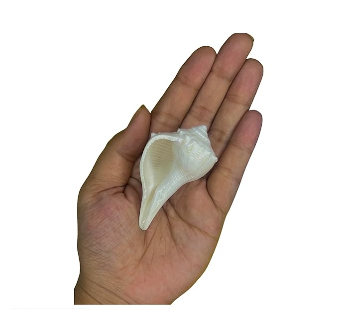 FABIDO Dakshinavarti Shankh Original Valampuri Sangu Dakshin Mukhi ...