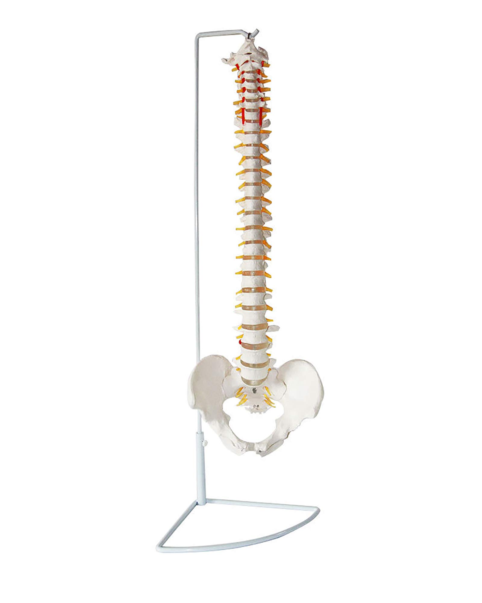 Life Size Human Spine Anatomy Model 90 Degree Bend 85cm | Desertcart INDIA