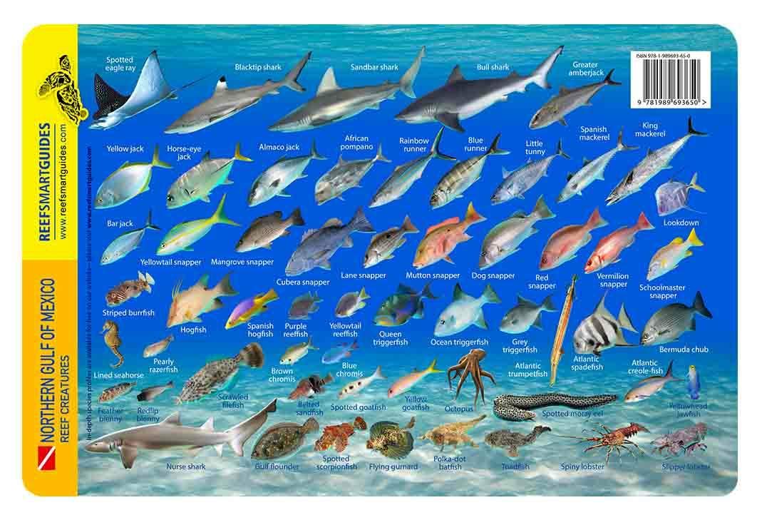 Deep Sea Fish Species In The Gulf Of Mexico Florida Fish Species Gulf