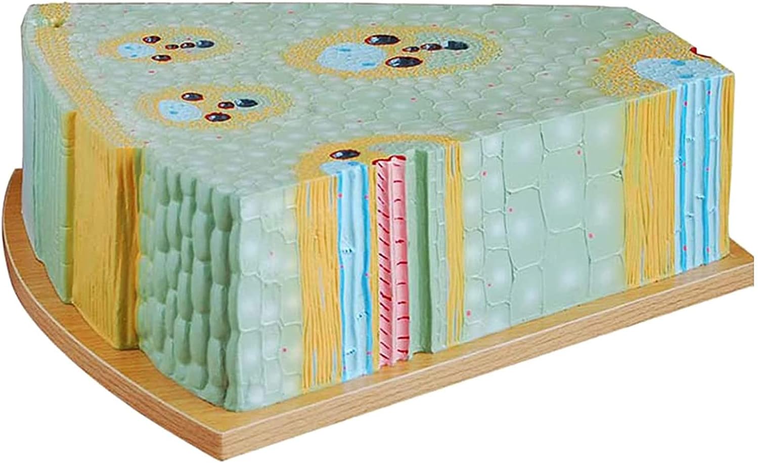 dsmsdre Monocot Root Model - Plant Model - Plant Anatomical Model ...