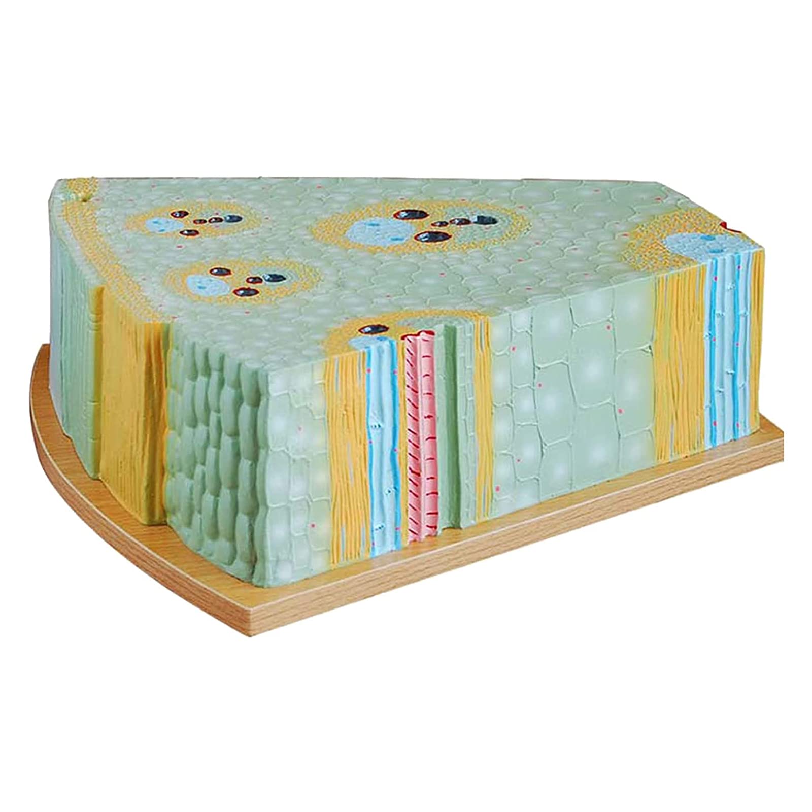 Buy AIVYNA Monocot Root Model - Stem Model - Anatomical Model ...