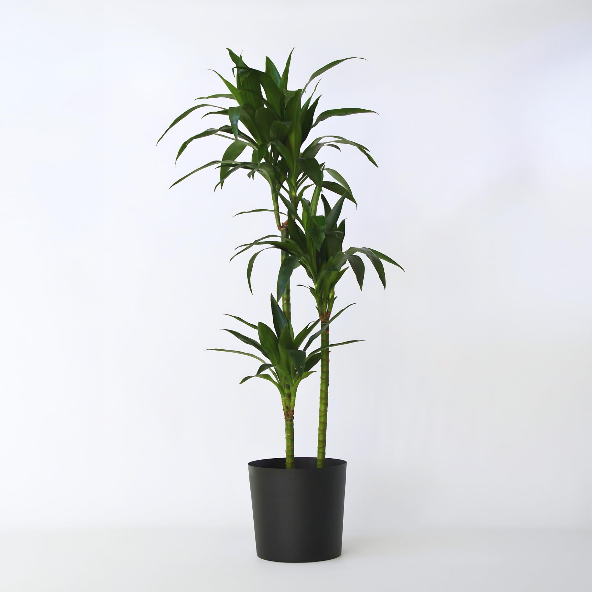 Dracaena Janet Craig Plant Dracaena Janet Craig Compacta Tree Form