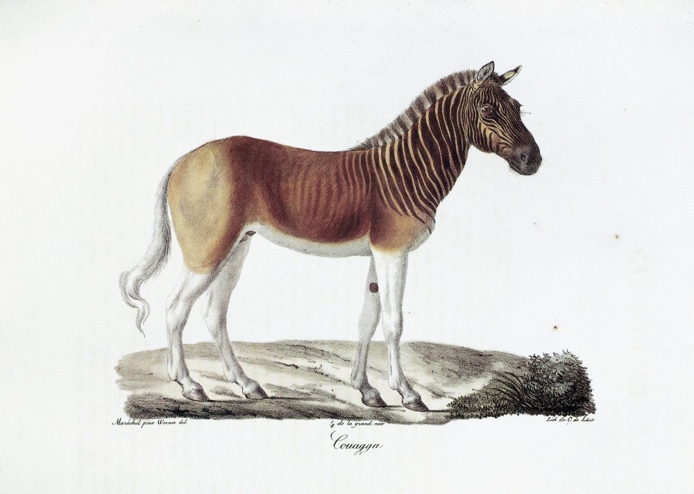 Equus Quagga Quagga