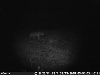 Amazon.com: Foxelli Trail Camera – 14MP 1080P Full HD Wildlife Scouting ...